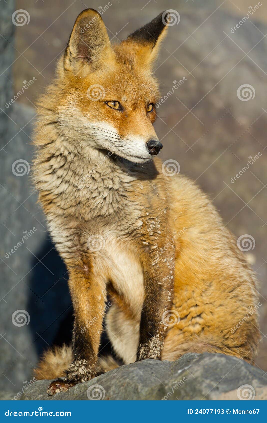 Red fox stock image. Image of devious, canine, close - 24077193