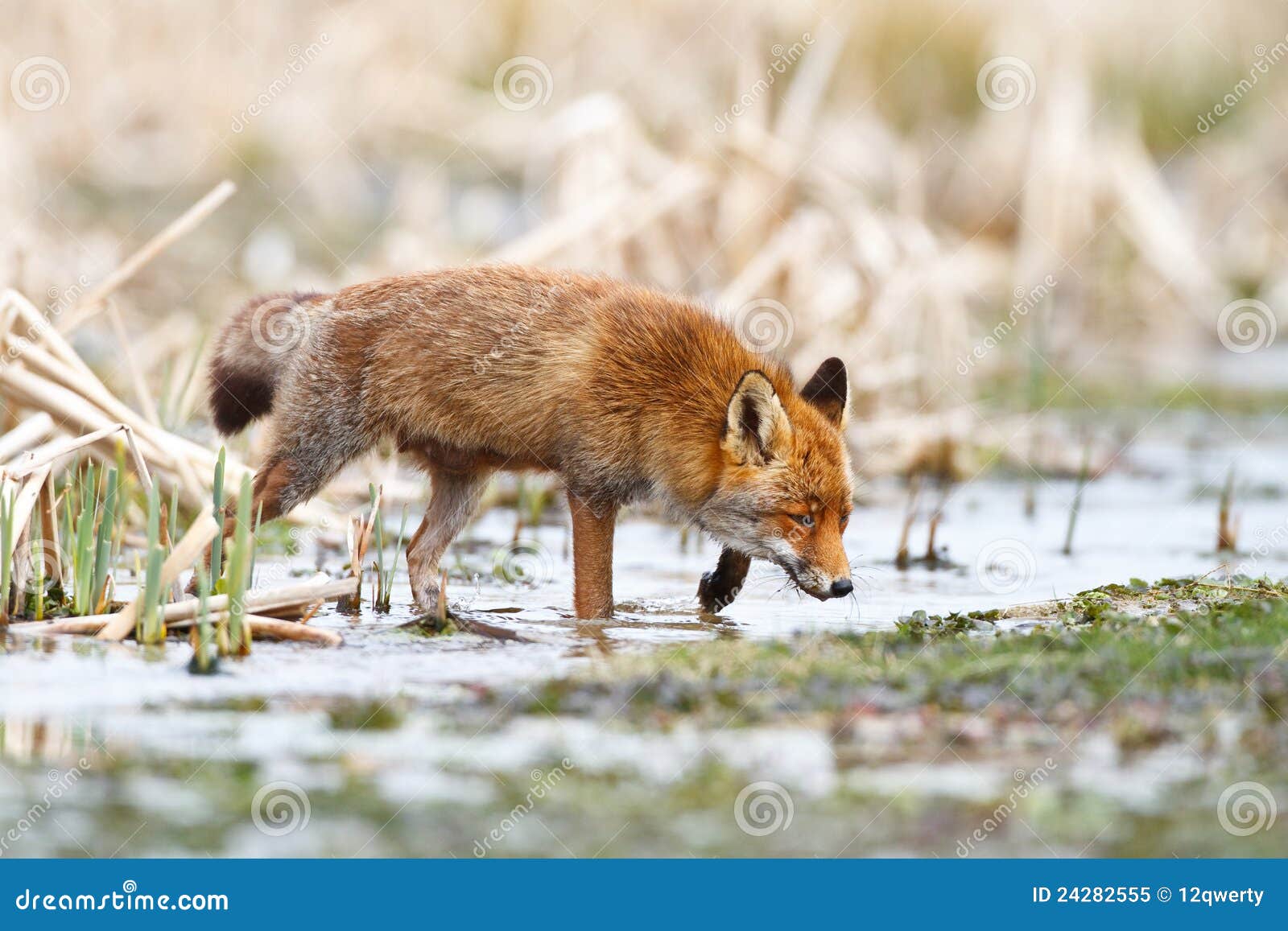 Red fox stock image. Image of carnivorous, horizontal - 24282555