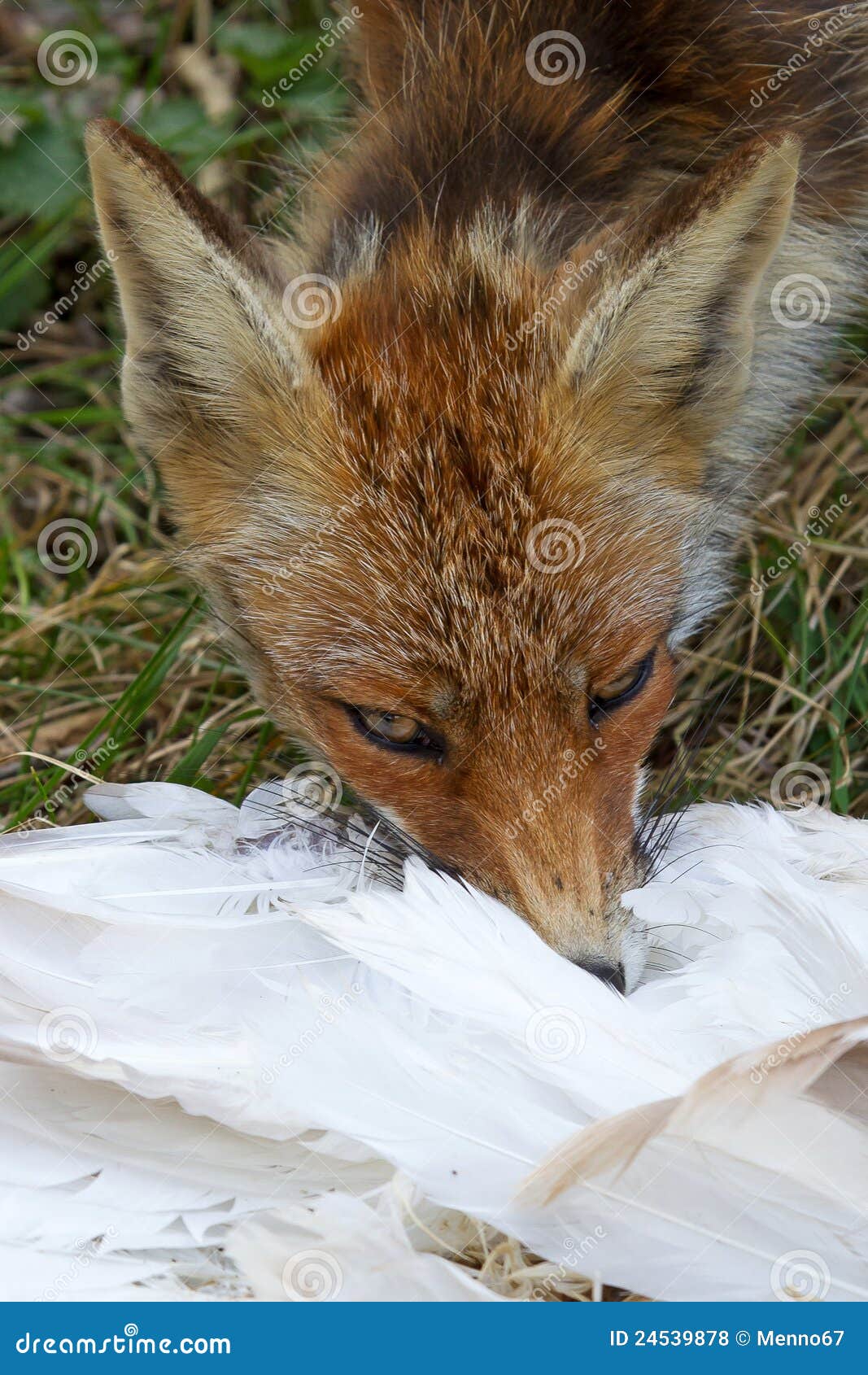 Red fox stock photo. Image of clea, mammal, brown, hole - 24539878