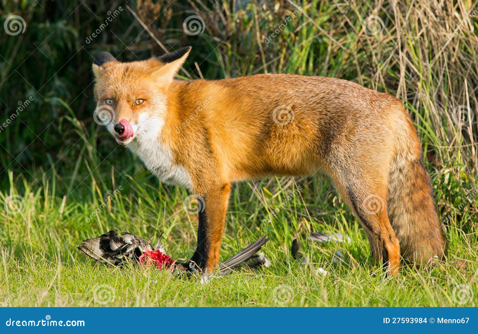 Red fox stock photo. Image of female, alert, devious - 27593984