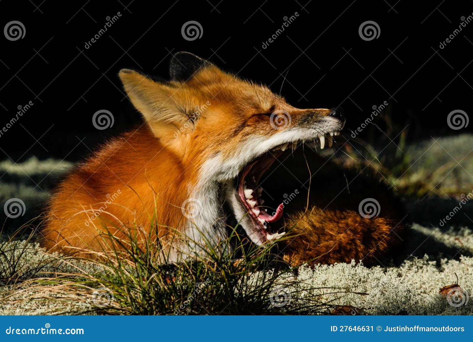 Red Fox Yawn Mouth Open Teeth Stock Image - Image of hunt, outdoors ...