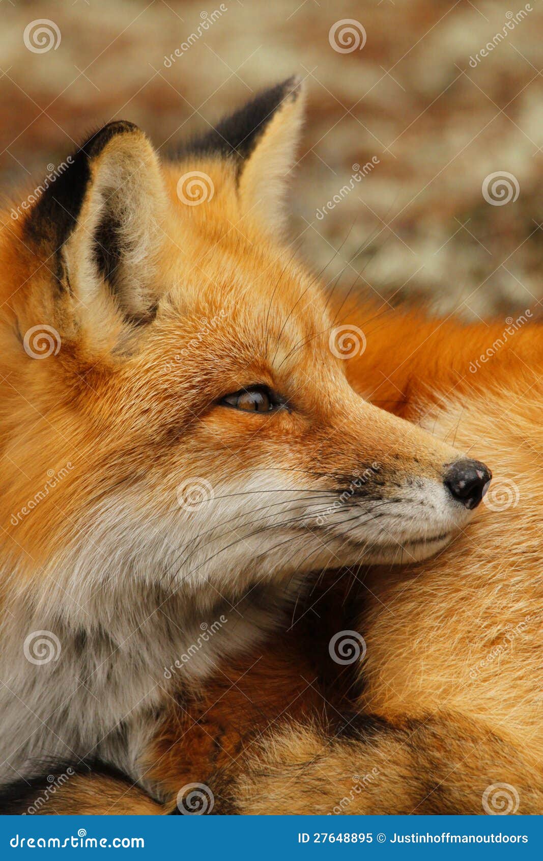Red Fox Royalty Free Stock Photo - Image: 27648895