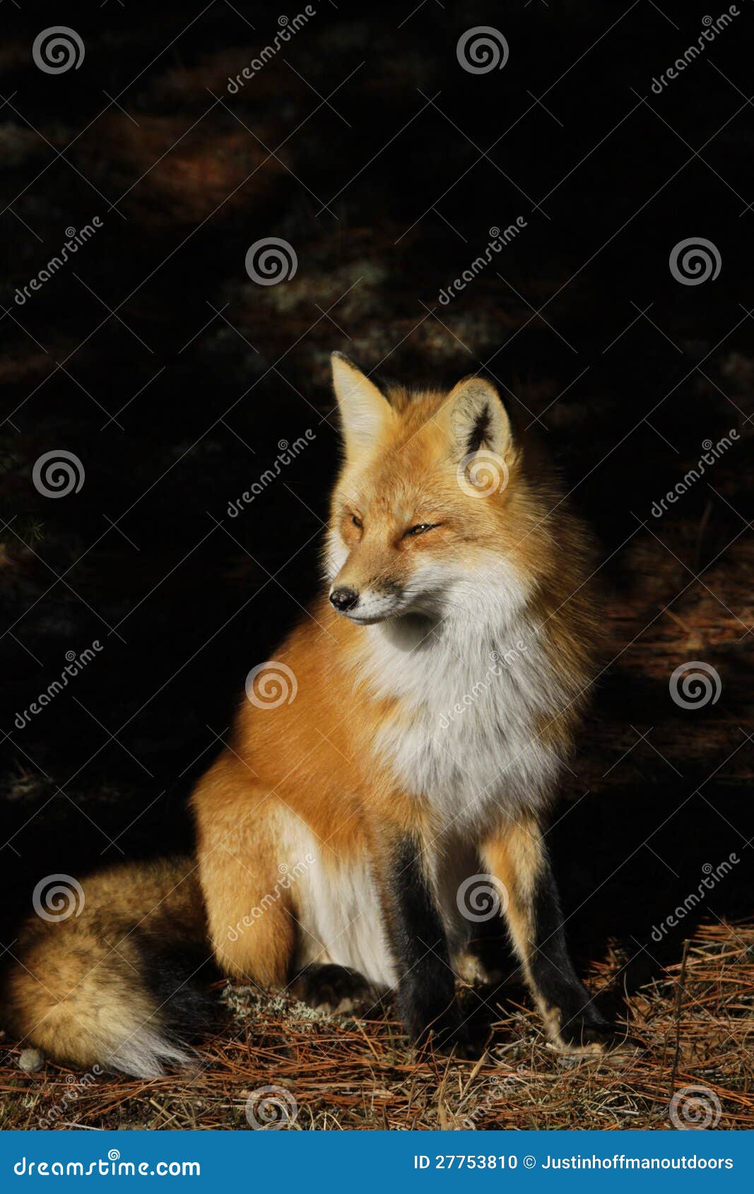 Red Fox Stock Images - Download 16,340 Royalty Free Photos - Page 4