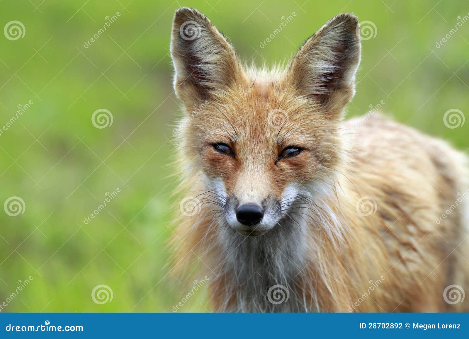 Red Fox stock photo. Image of ontario, looking, nature - 28702892