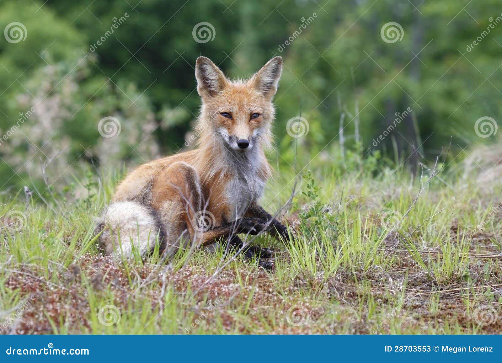 Red Fox stock image. Image of ontario, nature, wild, algonquin - 28703553