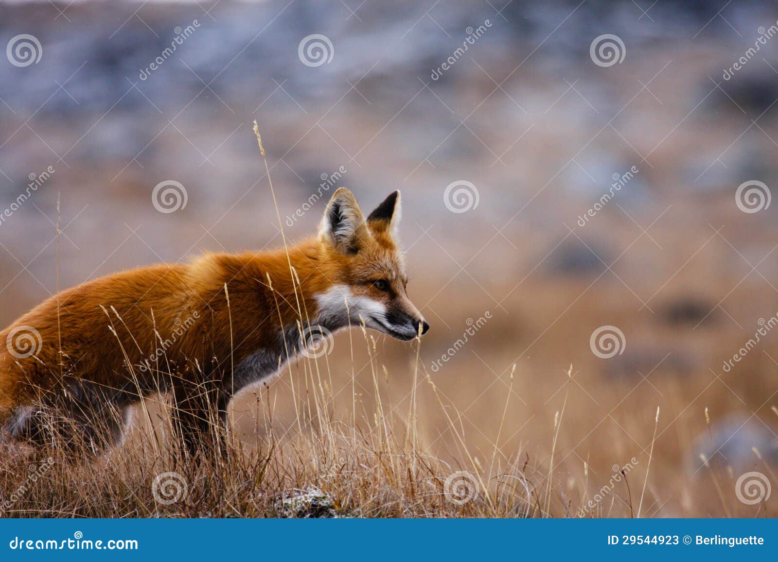 Red fox stock image. Image of tundra, animal, wildlife - 29544923