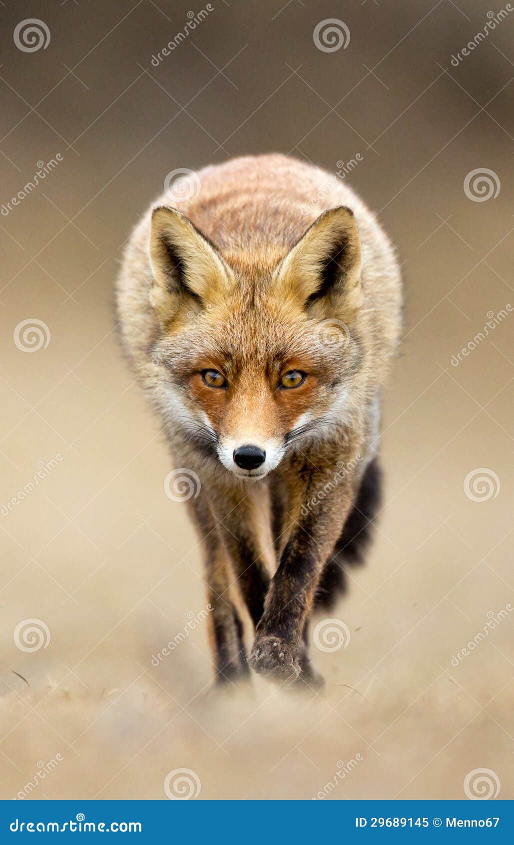 Red Fox stock image. Image of view, creature, predator - 29689145