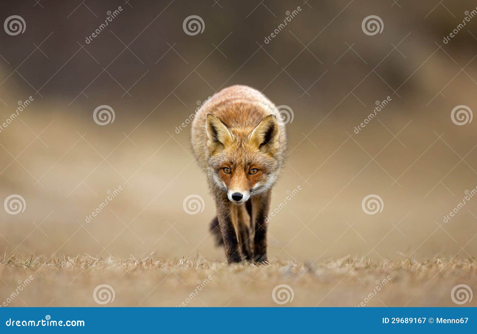 Red Fox stock image. Image of standing, alone, isolated - 29689167