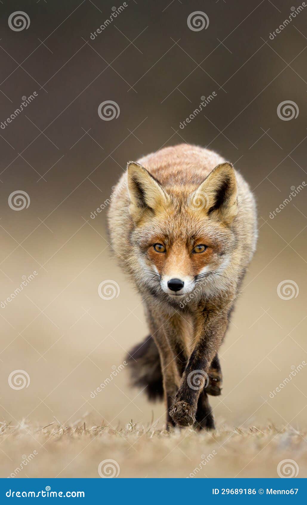 Red Fox stock photo. Image of shot, hunting, standing - 29689186