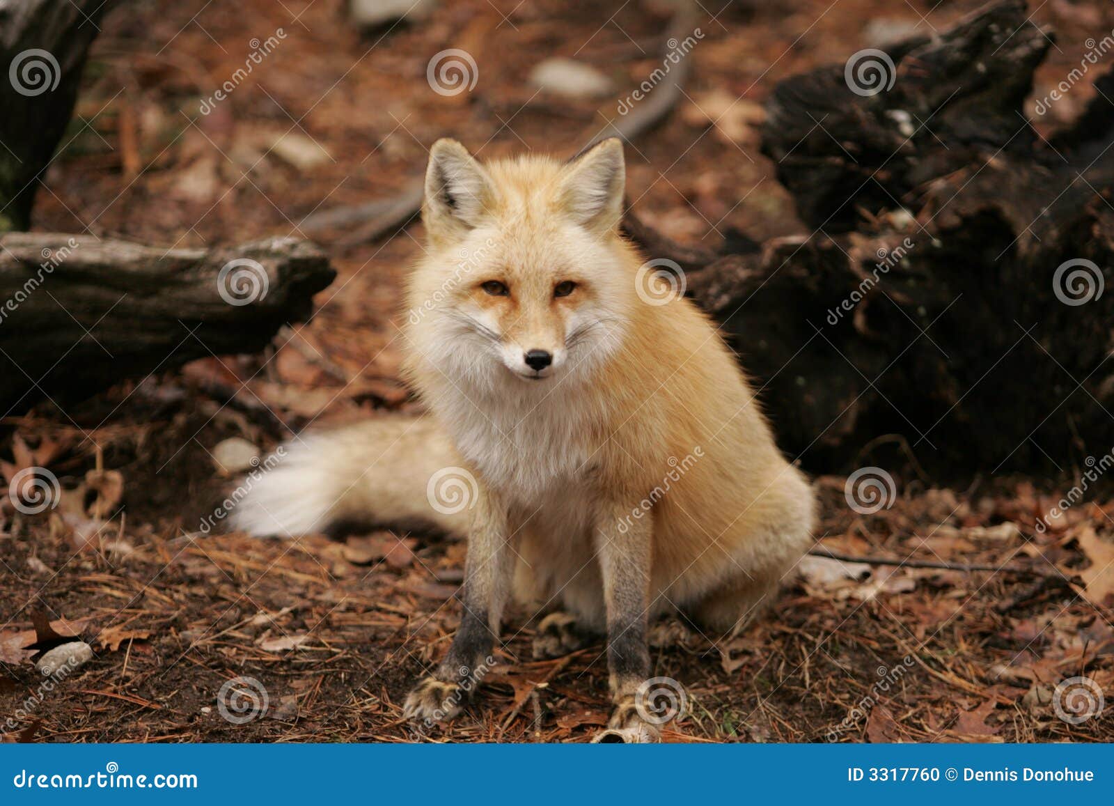 Red Fox stock photo. Image of park, baby, walking, young - 3317760