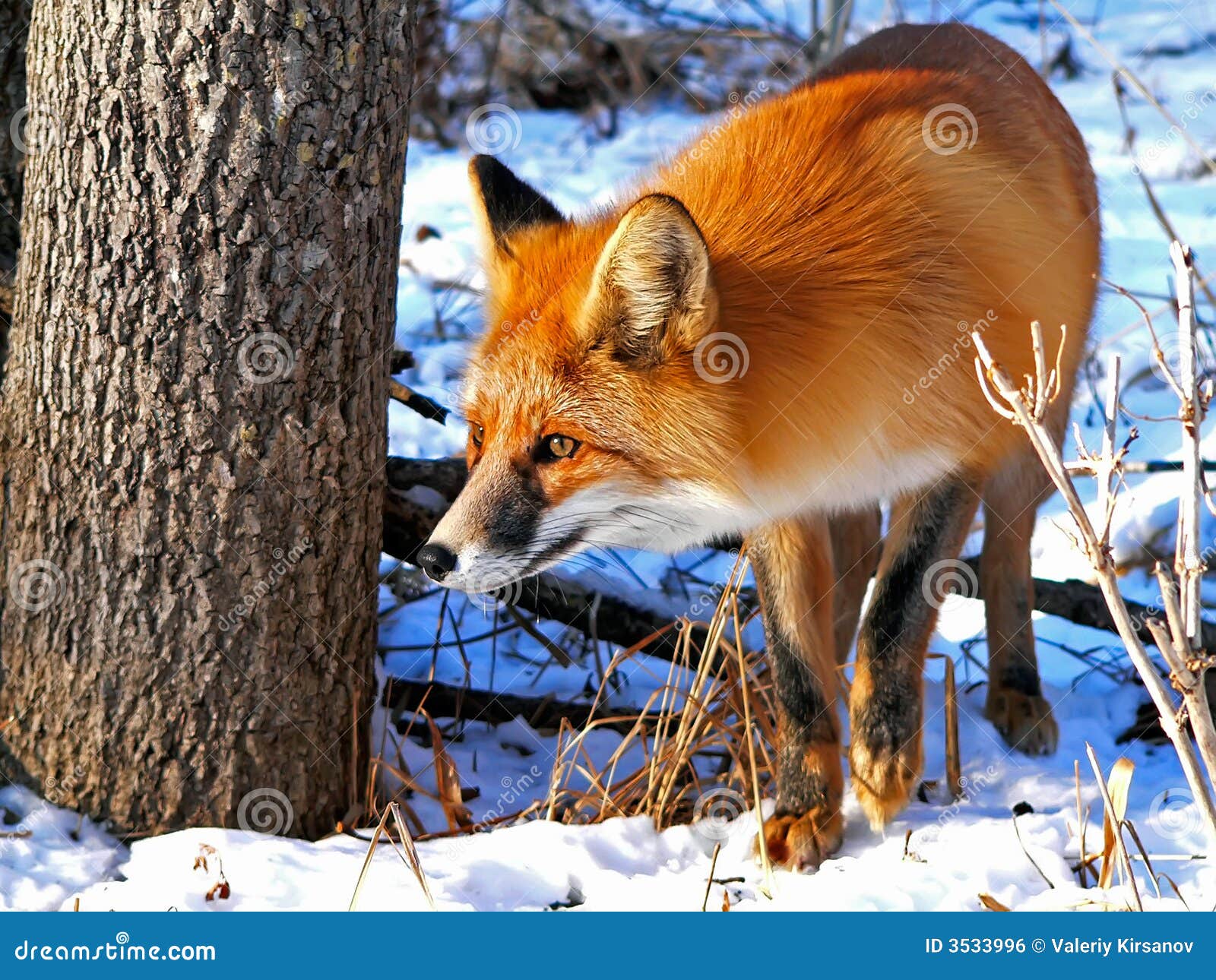 Red Fox 34 stock photo. Image of outdoor, snow, cunning - 3533996