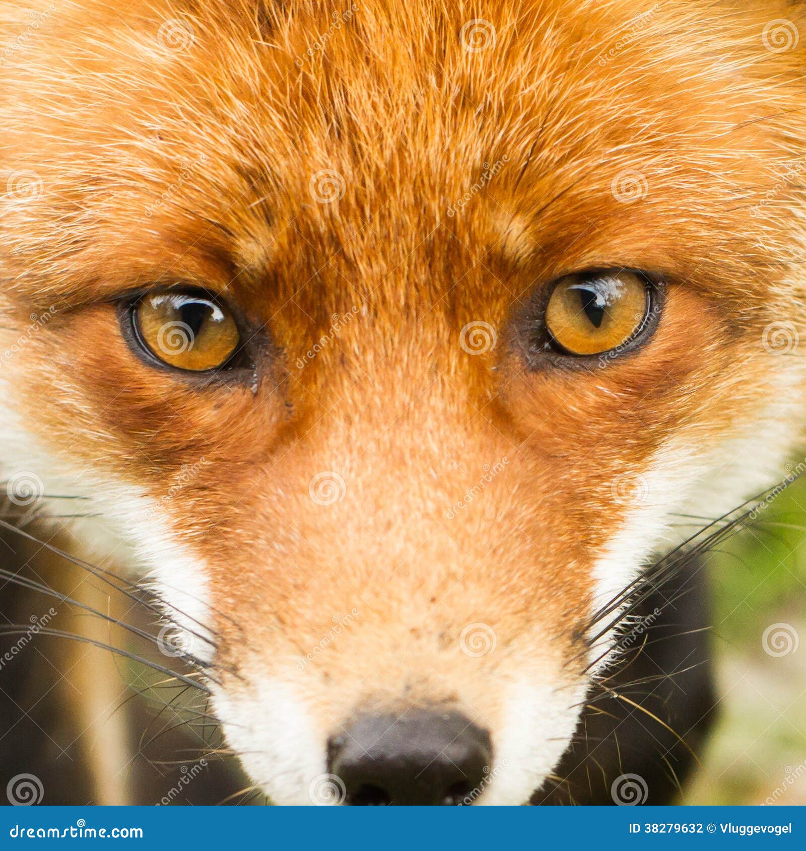 Red fox close-up stock photo. Image of beauty, portrait - 38279632