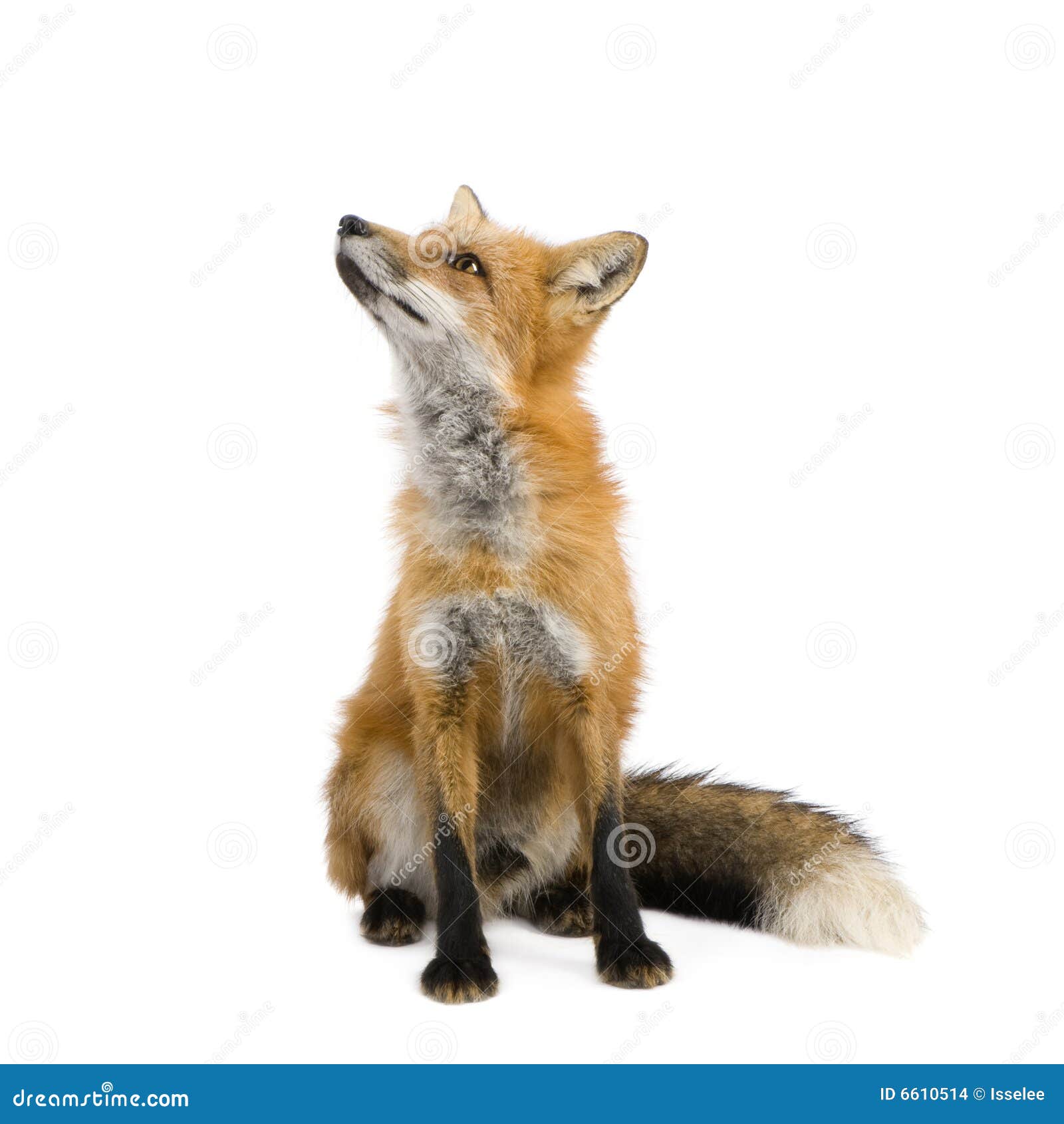 Red Fox (4 Years)- Vulpes Vulpes Stock Image | CartoonDealer.com #6610393