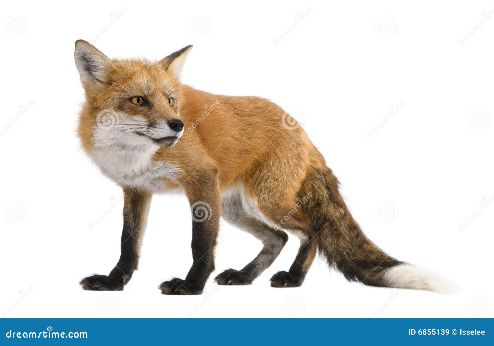 Red Fox (4 Years)- Vulpes Vulpes Stock Image - Image of vertebrate ...