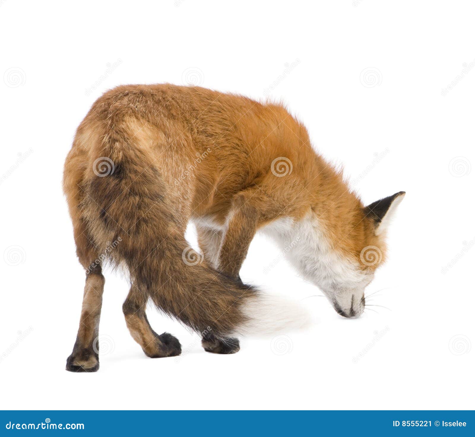 Red Fox (4 Years)- Vulpes Vulpes Stock Image | CartoonDealer.com #6610393