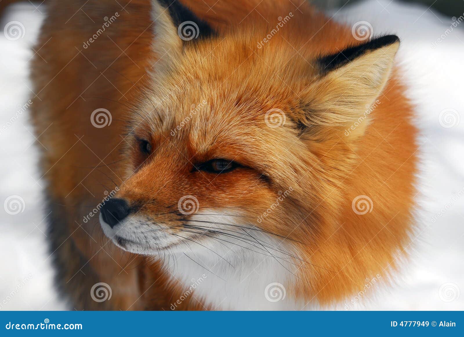 Red Fox stock image. Image of mammal, canada, devious - 4777949