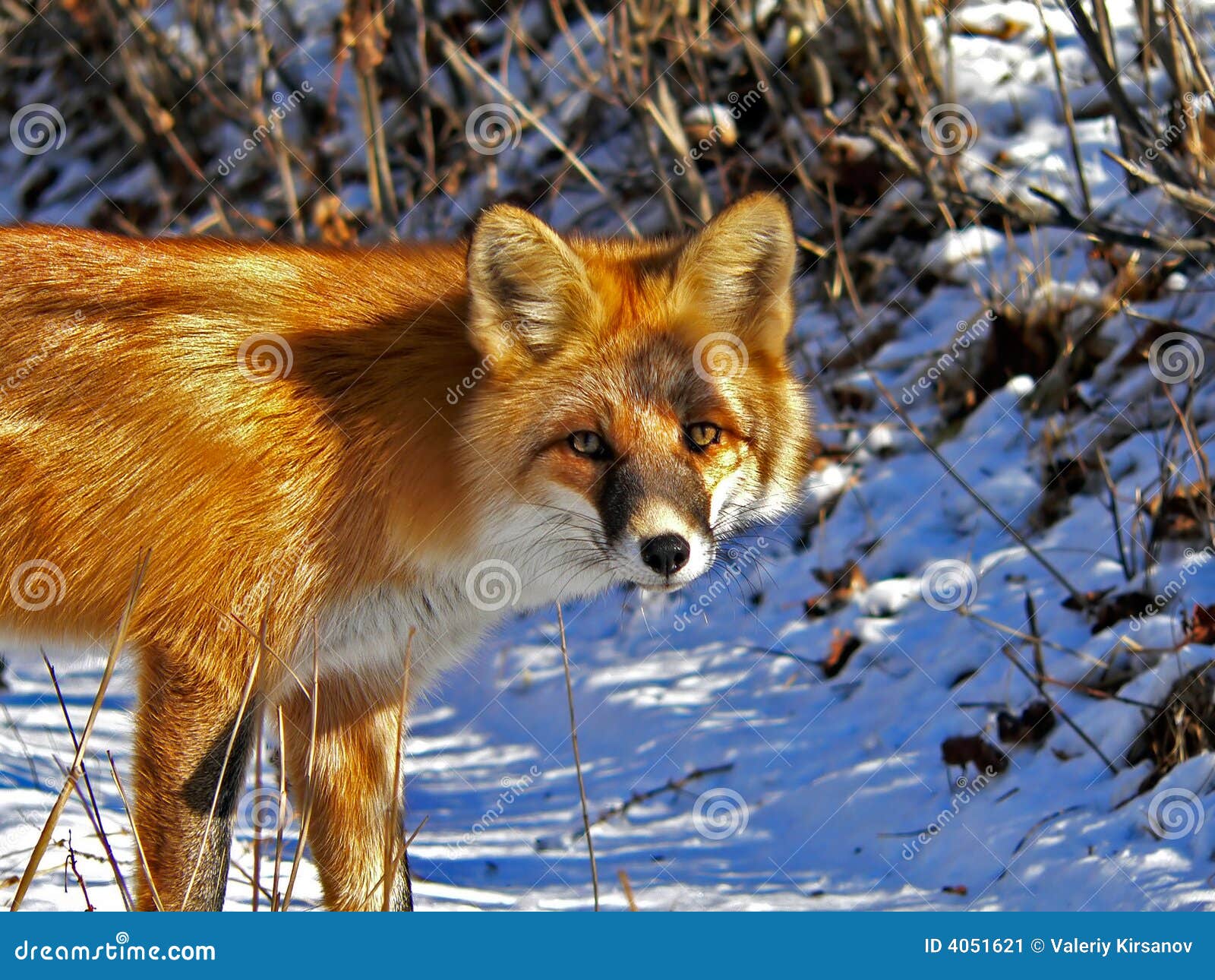 Red Fox 5 stock image. Image of primorye, clever, taiga - 4051621