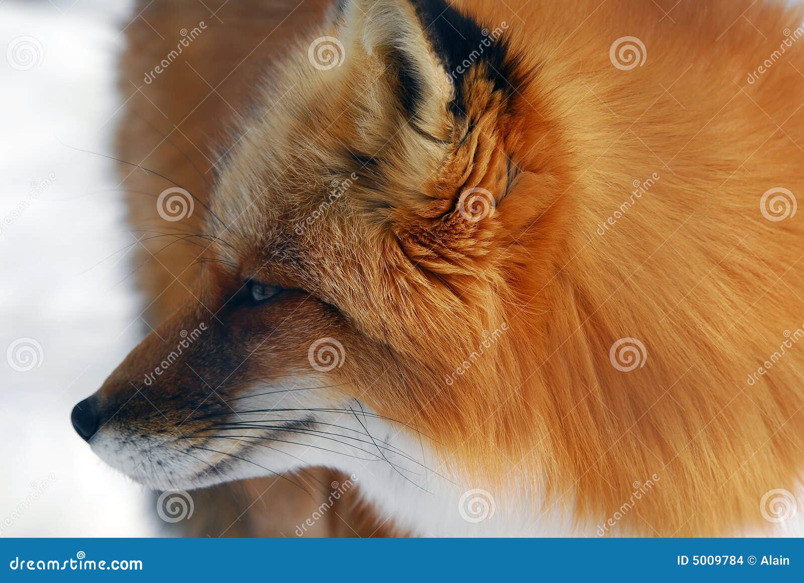 Red Fox stock photo. Image of devious, furry, predator - 5009784