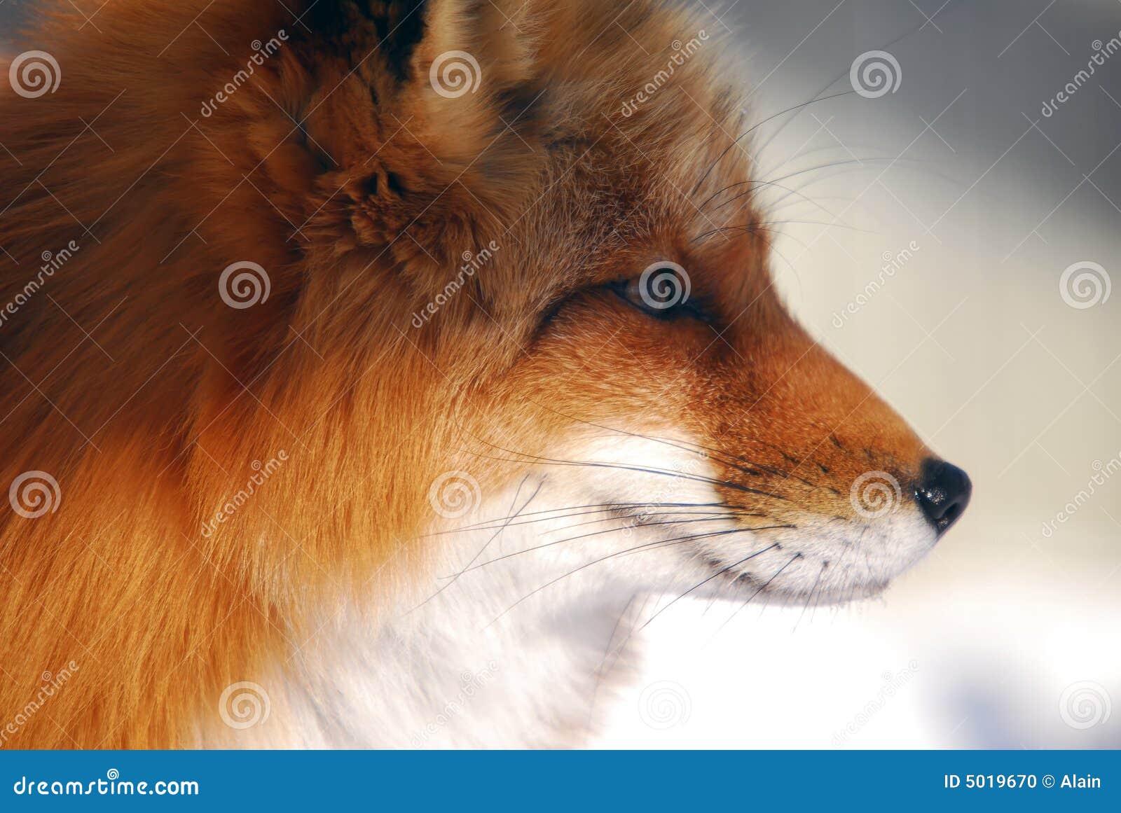 Red Fox stock photo. Image of america, devious, wild, mammal - 5019670