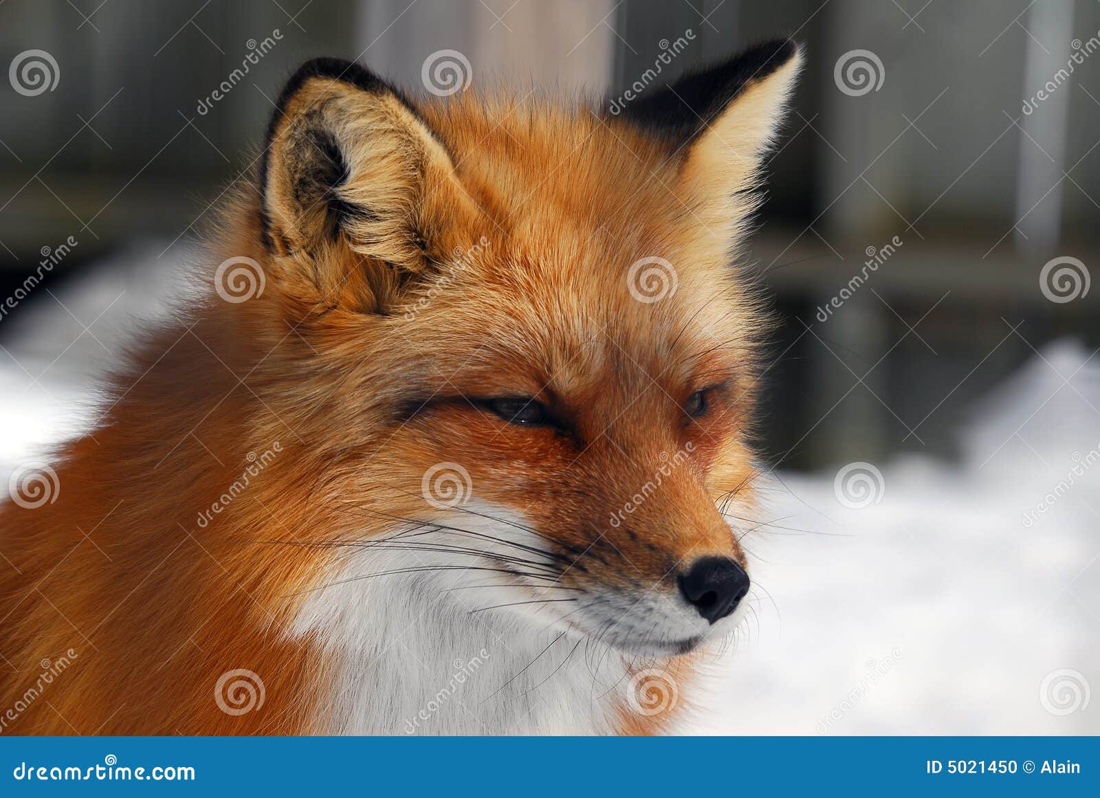 Red Fox stock photo. Image of devious, predator, nature - 5021450