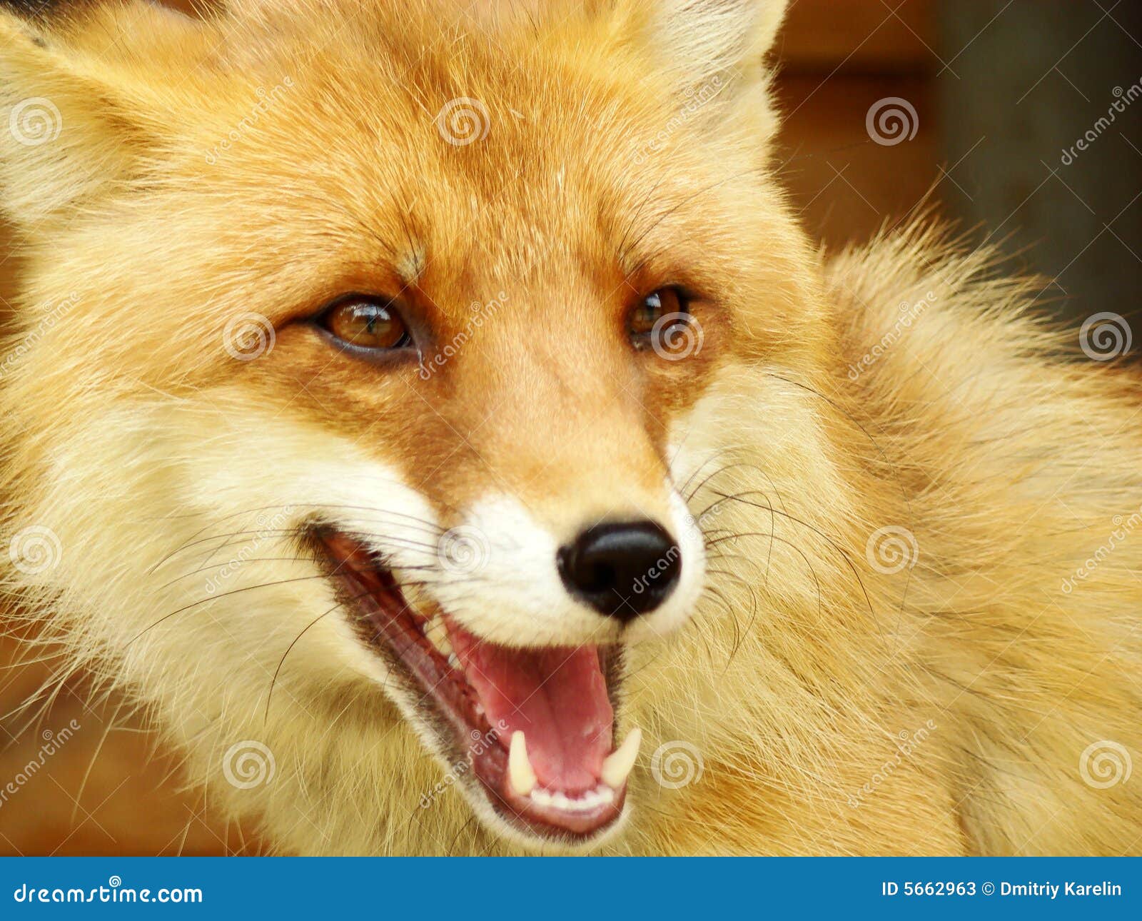 Red fox stock image. Image of nose, ears, mammal, predator - 5662963