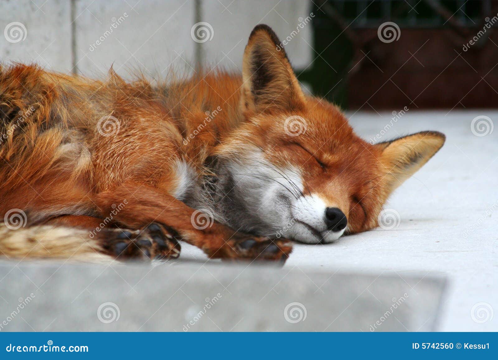 Red fox stock photo. Image of small, curled, tired, wildlife - 5742560