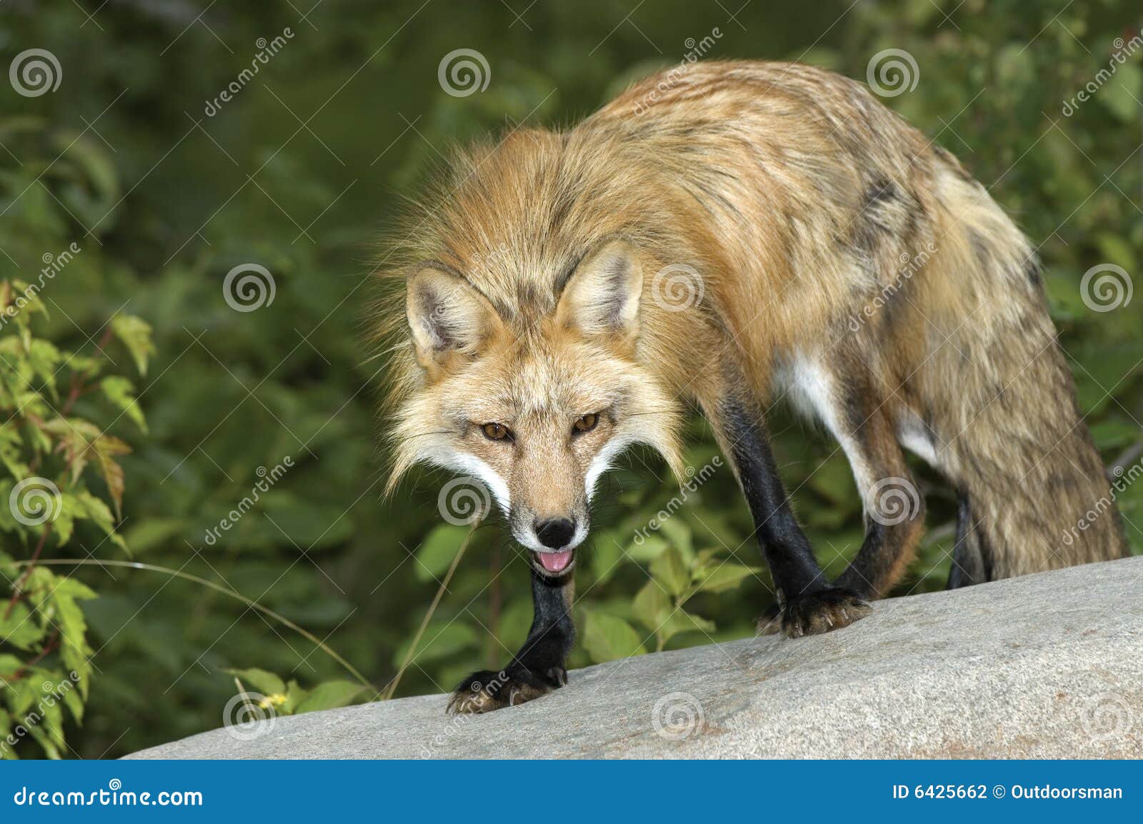 Red fox stock photo. Image of vixen, wild, hunter, outdoors - 6425662