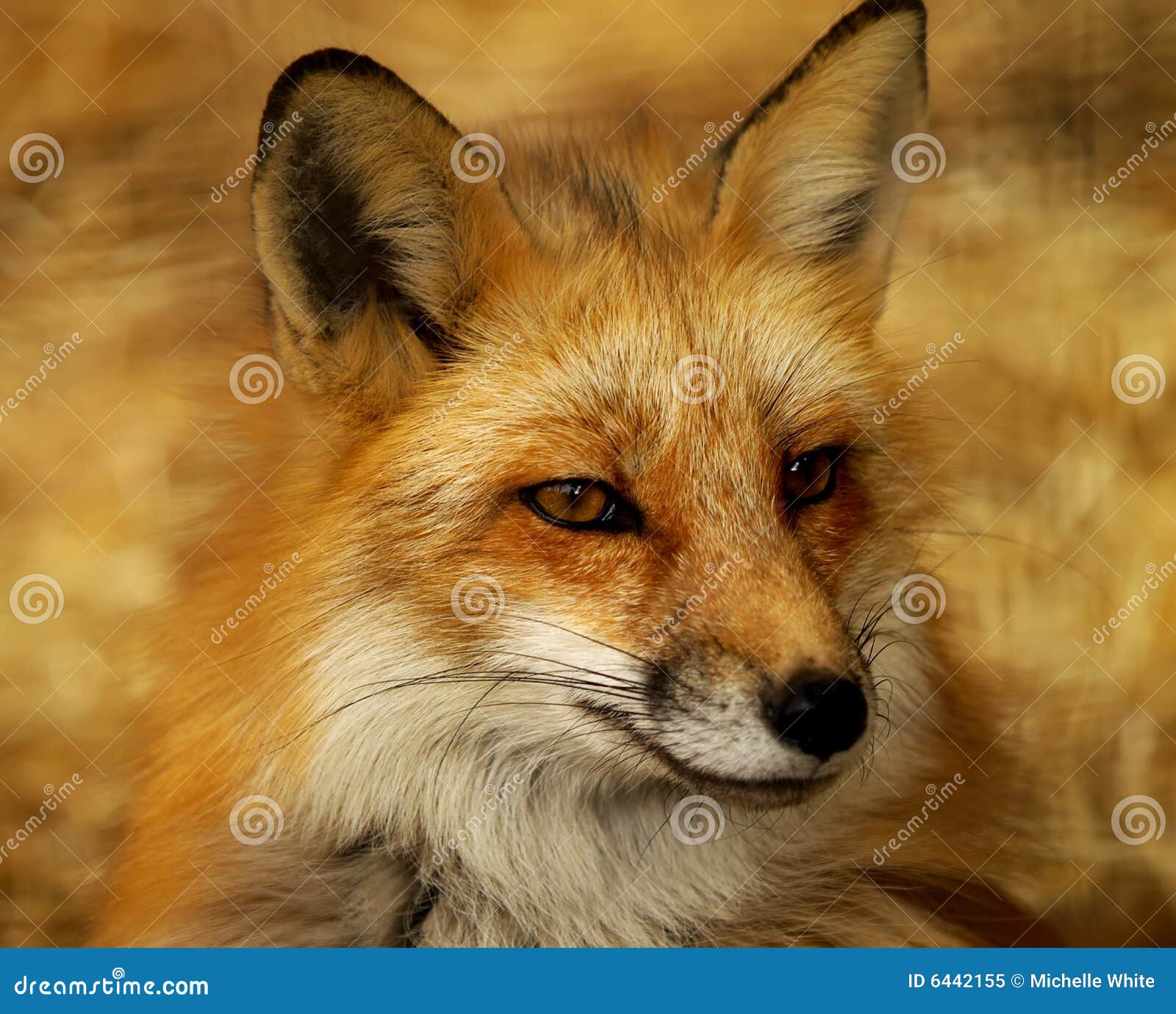 Red Fox stock image. Image of hunt, america, carnivore - 6442155