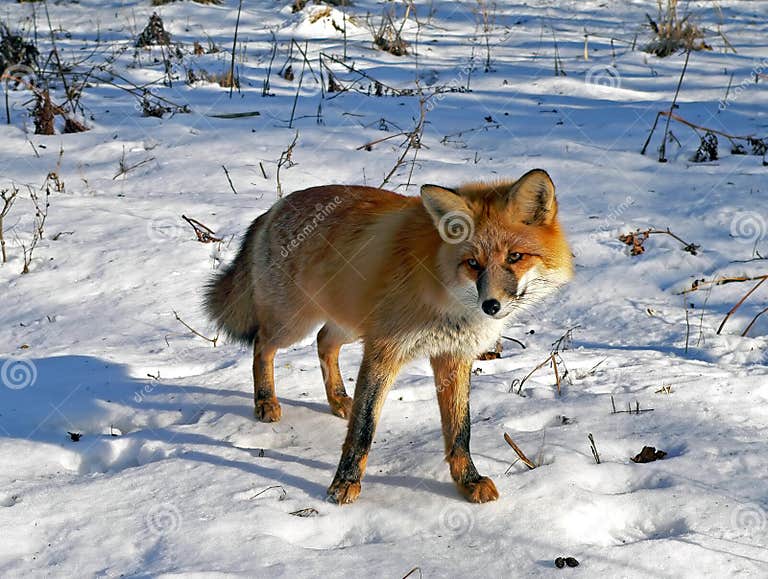 Red Fox 7 stock image. Image of animals, stalk, reserve - 3990641