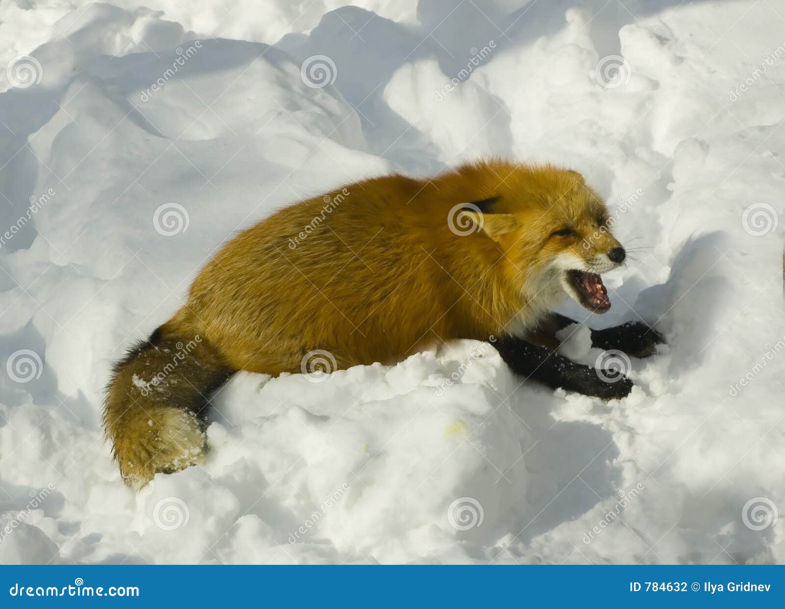 Red fox stock photo. Image of season, wild, winter, white - 784632