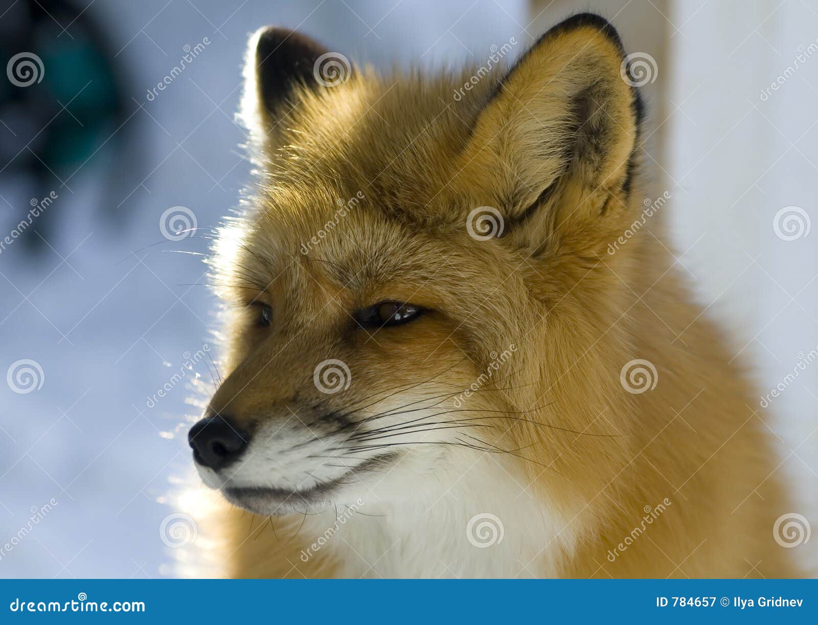 Red fox stock image. Image of snout, mammals, stare, japanese - 784657