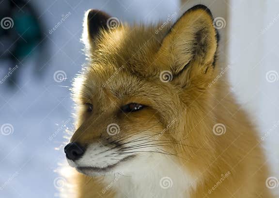Red fox stock image. Image of snout, mammals, stare, japanese - 784657