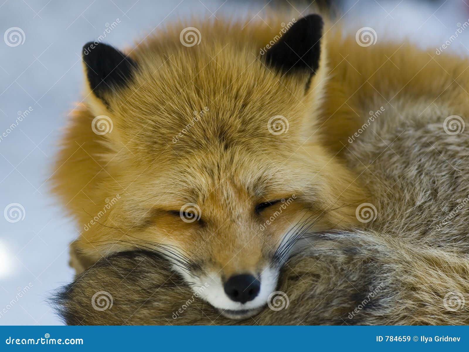 Red Fox Royalty Free Stock Images - Image: 784659