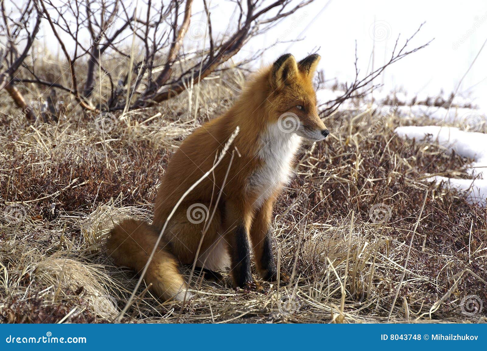 Red fox stock photo. Image of wild, reserve, hunting, devious - 8043748