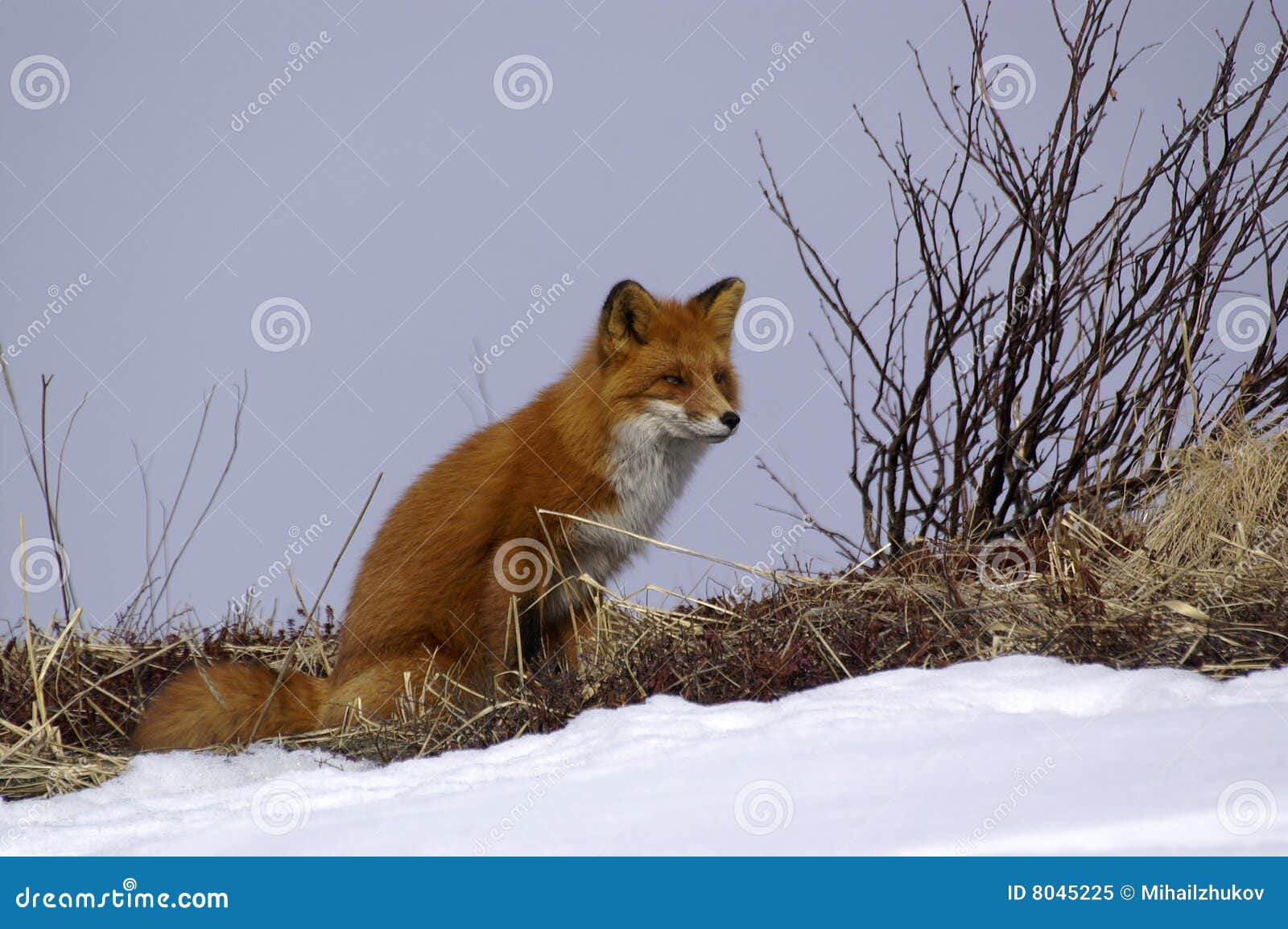 192 Red Fox Stalk Stock Photos - Free & Royalty-Free Stock Photos from ...