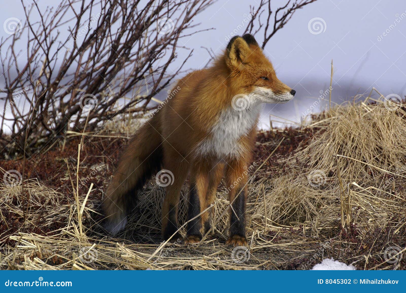 Red fox stock photo. Image of hunt, devious, kamchatka - 8045302