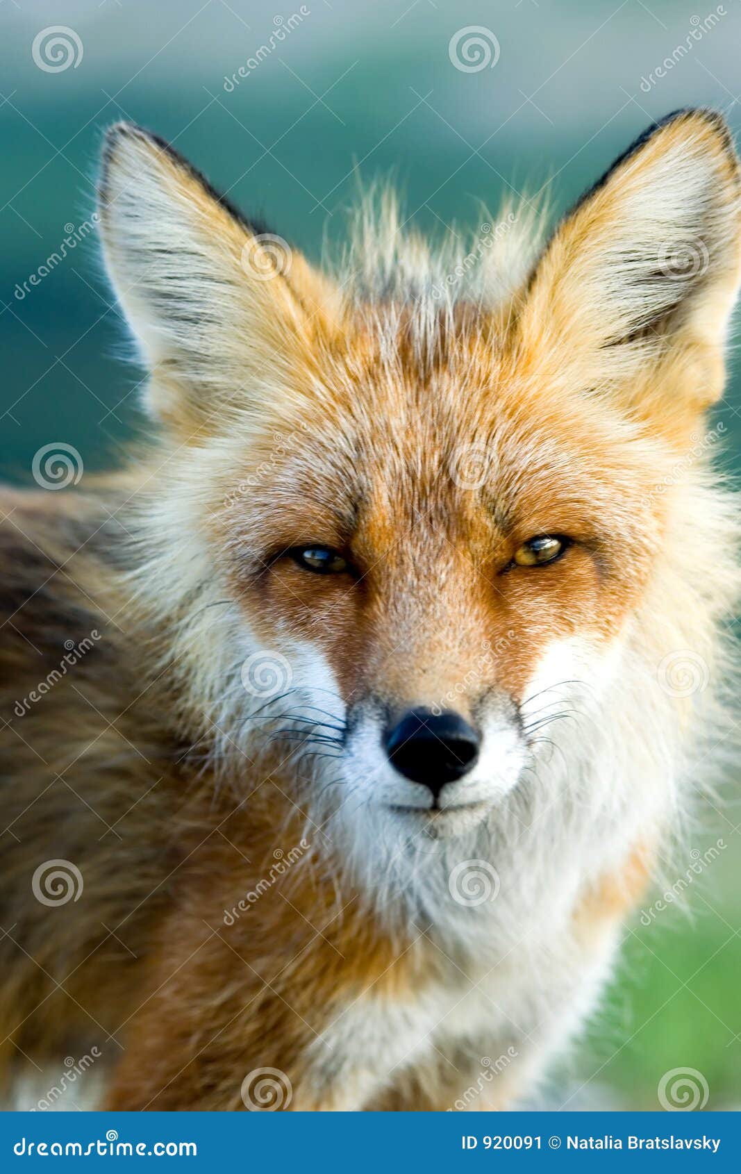 Red fox stock image. Image of sighting, mammal, sight, tourist - 920091