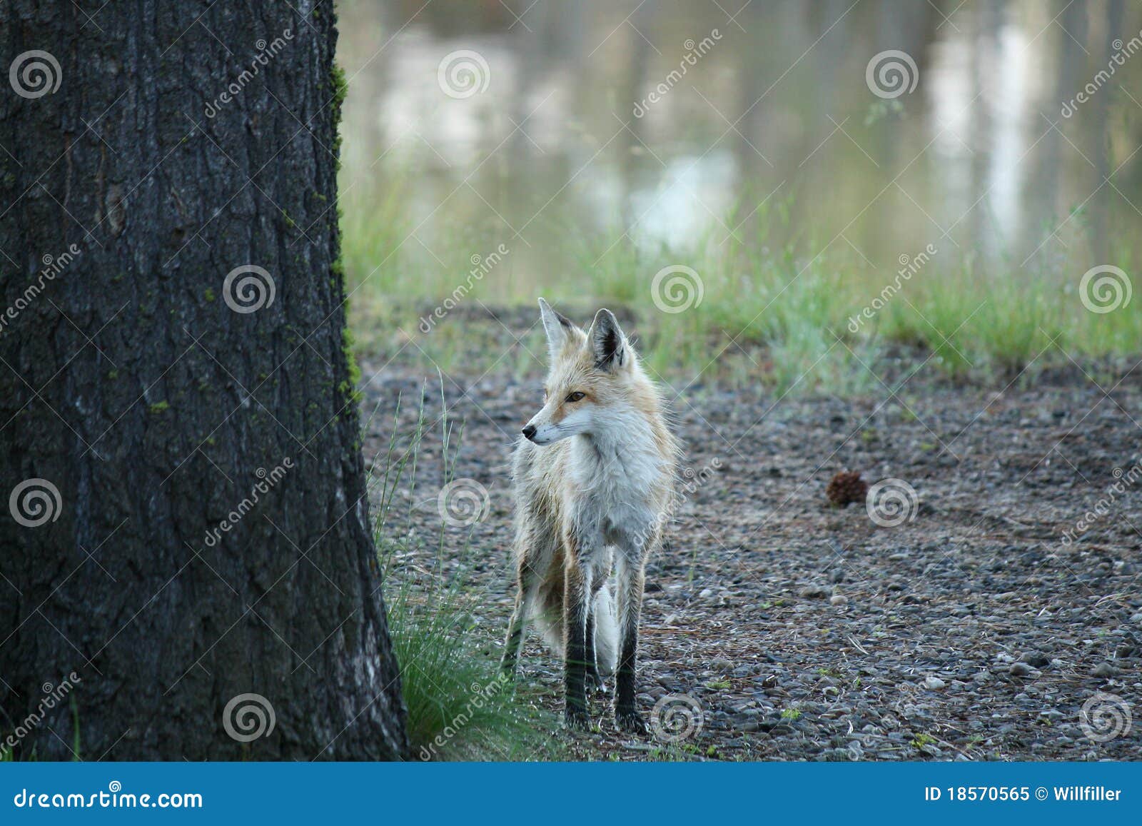 Red Fox on Alert stock image. Image of muddy, ears, silver - 18570565