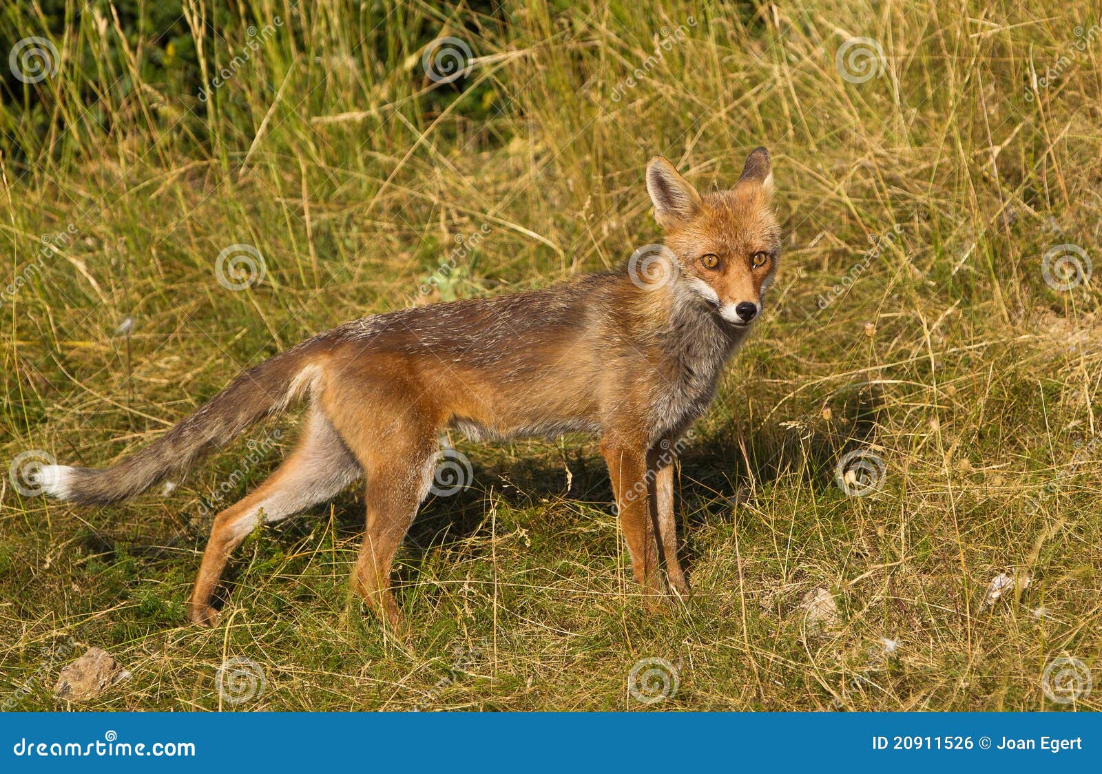Red Fox on alert stock photo. Image of careful, danger - 20911526