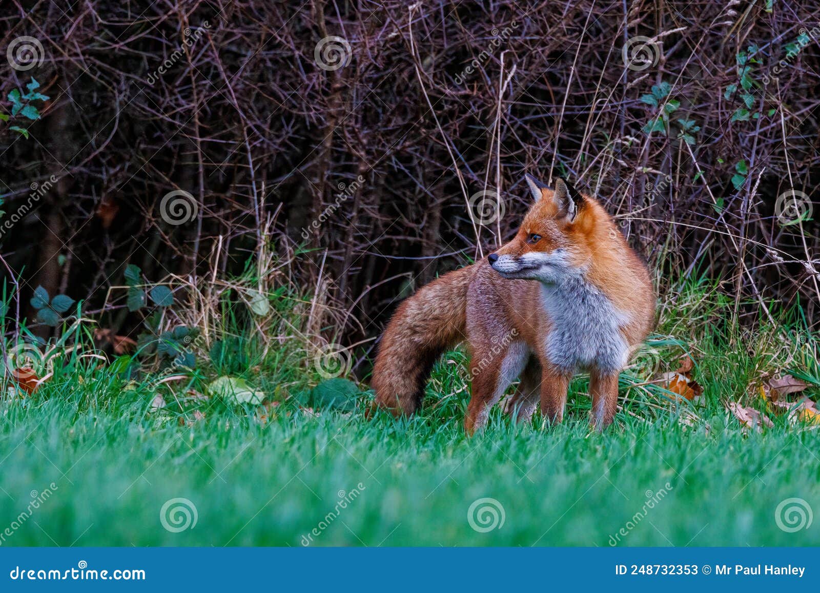 A Red Fox is Alert Looking for Danger Stock Image - Image of canine ...