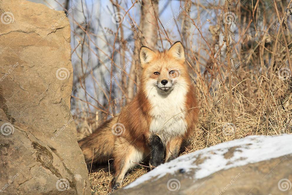 Red Fox on alert stock photo. Image of wolf, predator - 36507934