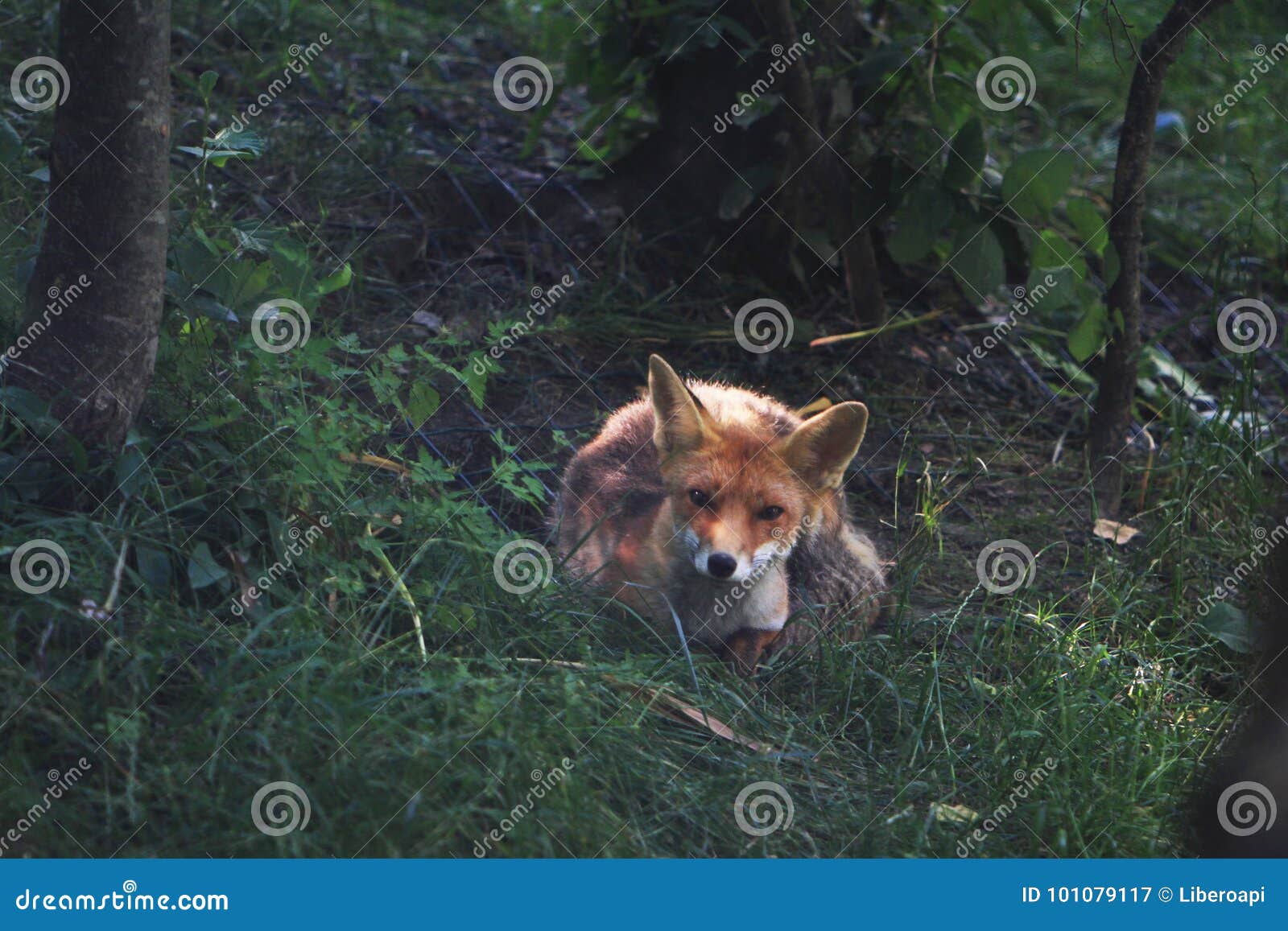 Red fox stock image. Image of grass, nature, mammal - 101079117
