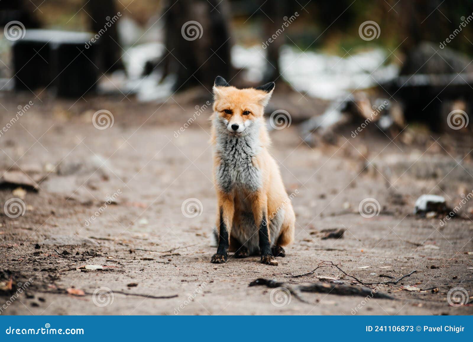 A Red Fox in an Autumn Forest Covered with a Small Layer of Snow Stock ...
