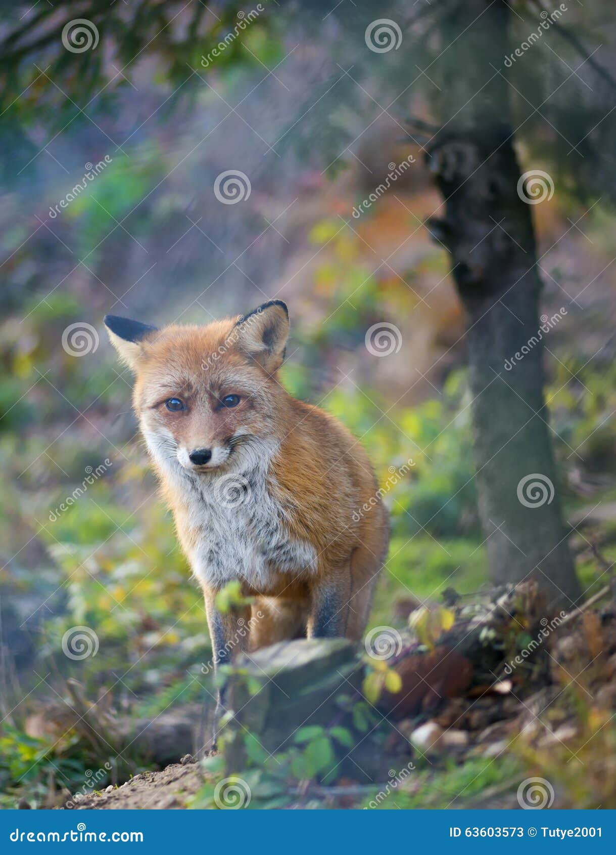 Red Fox in the Autumn Forest Stock Image - Image of orange, staring ...
