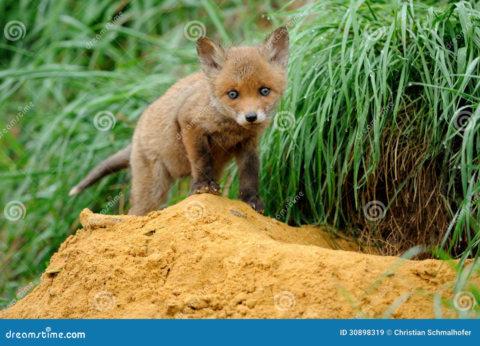 Red Fox Baby stock image. Image of wild, grassland, hole - 30898319