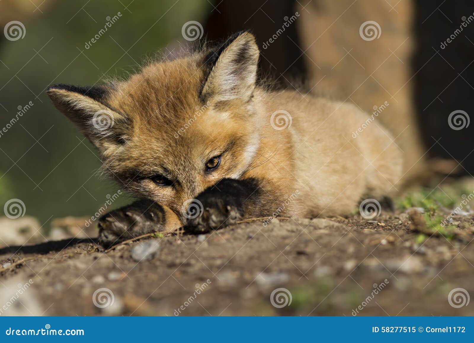 Red Fox Baby Sleeping