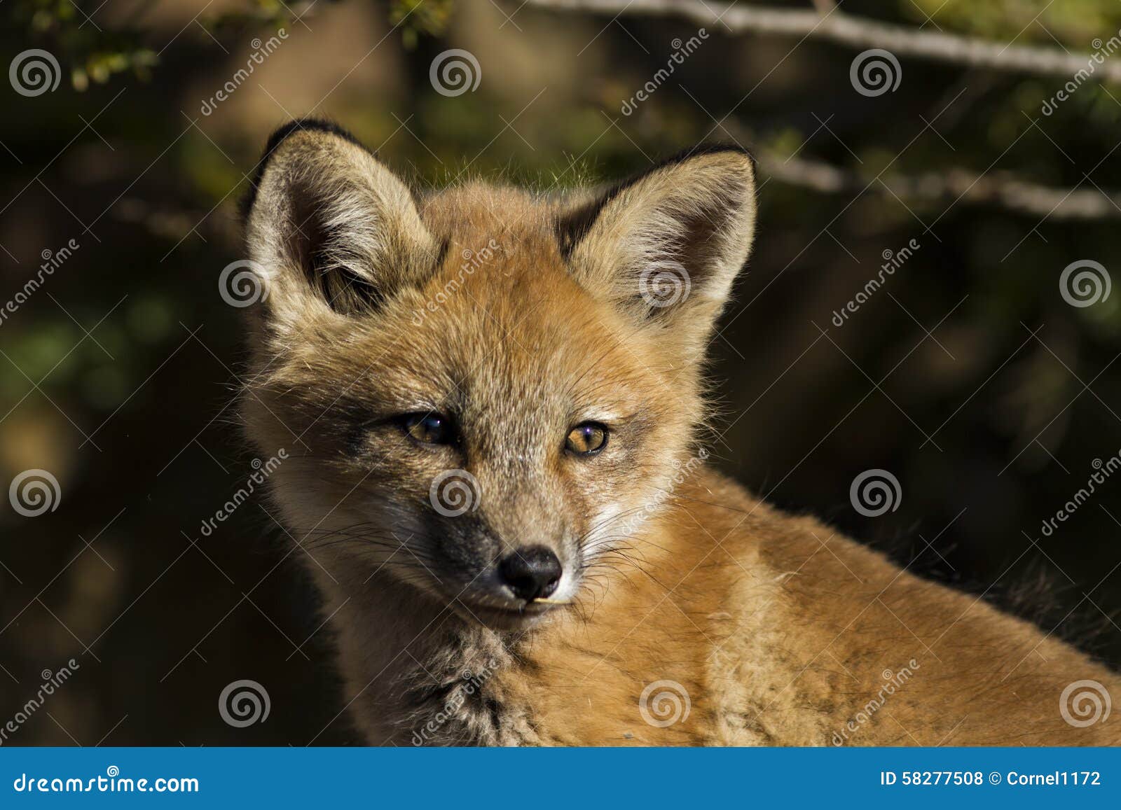 Red Fox baby stock photo. Image of carnivora, bright - 58277508