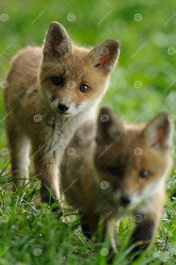 Red Fox Babys stock image. Image of grass, europe, nature - 19797415