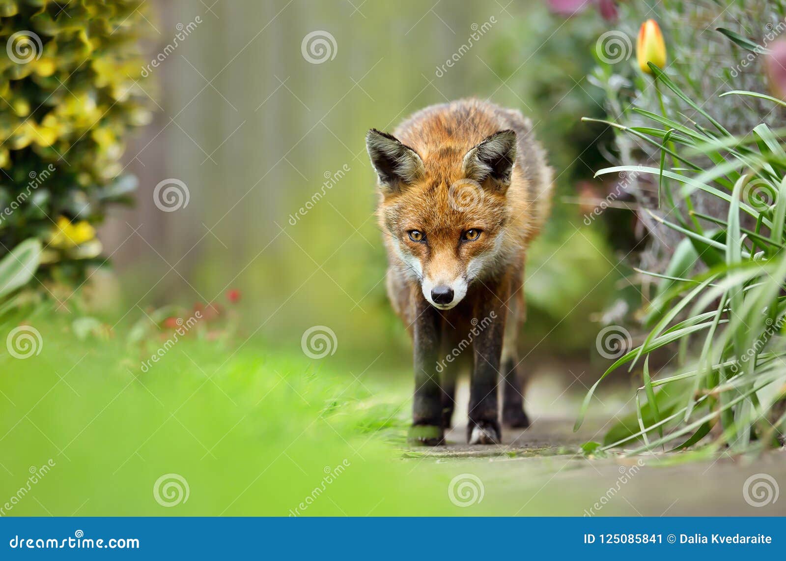 Red Fox in the Back Garden in Spring Stock Image - Image of garden ...