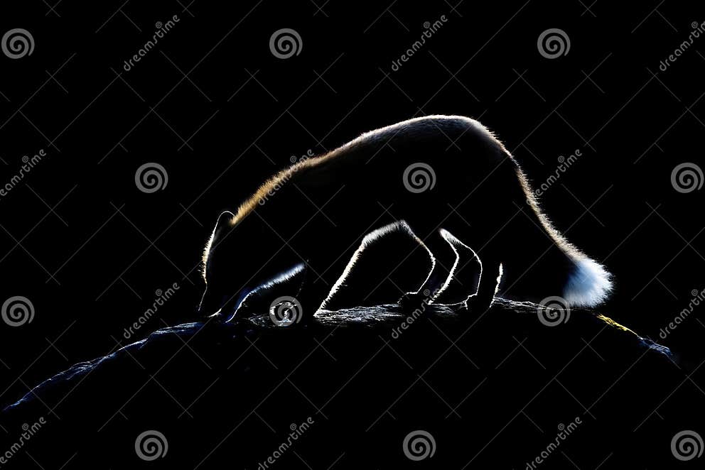 Red Fox Backlit by the Autumn Sun Stock Photo - Image of cute, furry ...